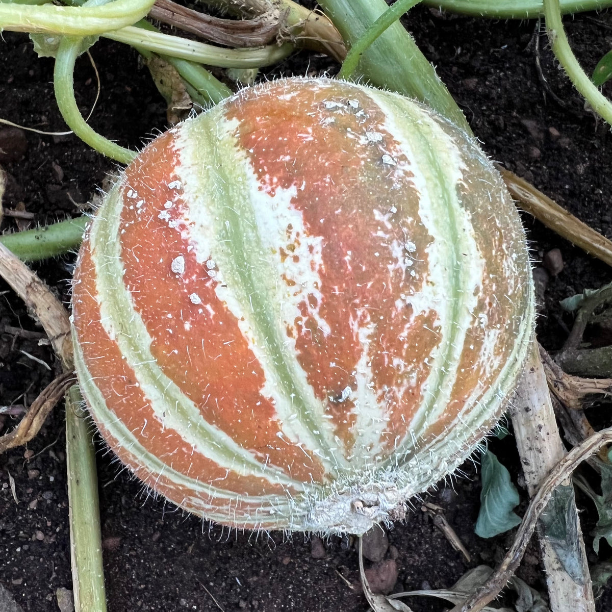Melons – Revival Seeds