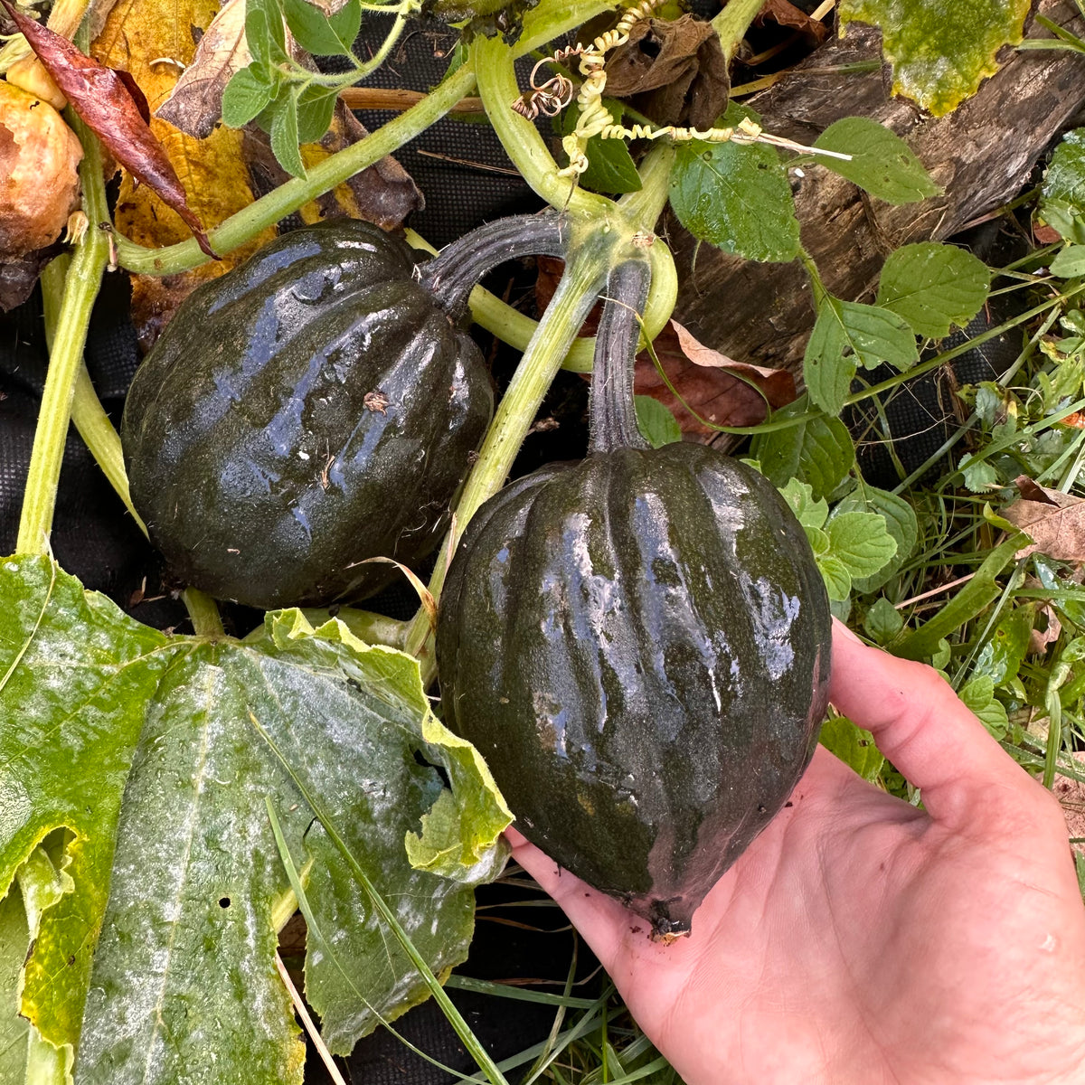 Acorn Squash 'Table Queen' – Revival Seeds Acorn Squash 'Table Queen' – Revival Seeds