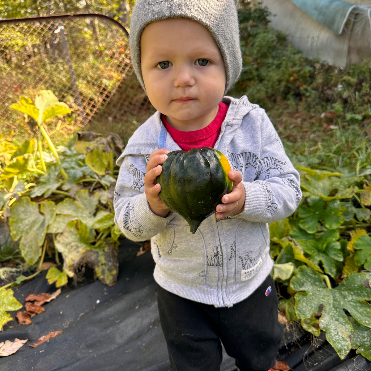 Acorn Squash 'Table Queen' – Revival Seeds Acorn Squash 'Table Queen' – Revival Seeds