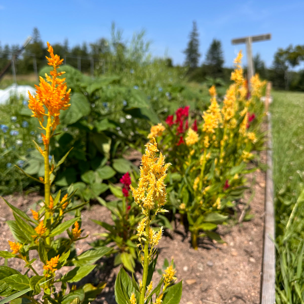 Century Plume Mix Celosia – Revival Seeds