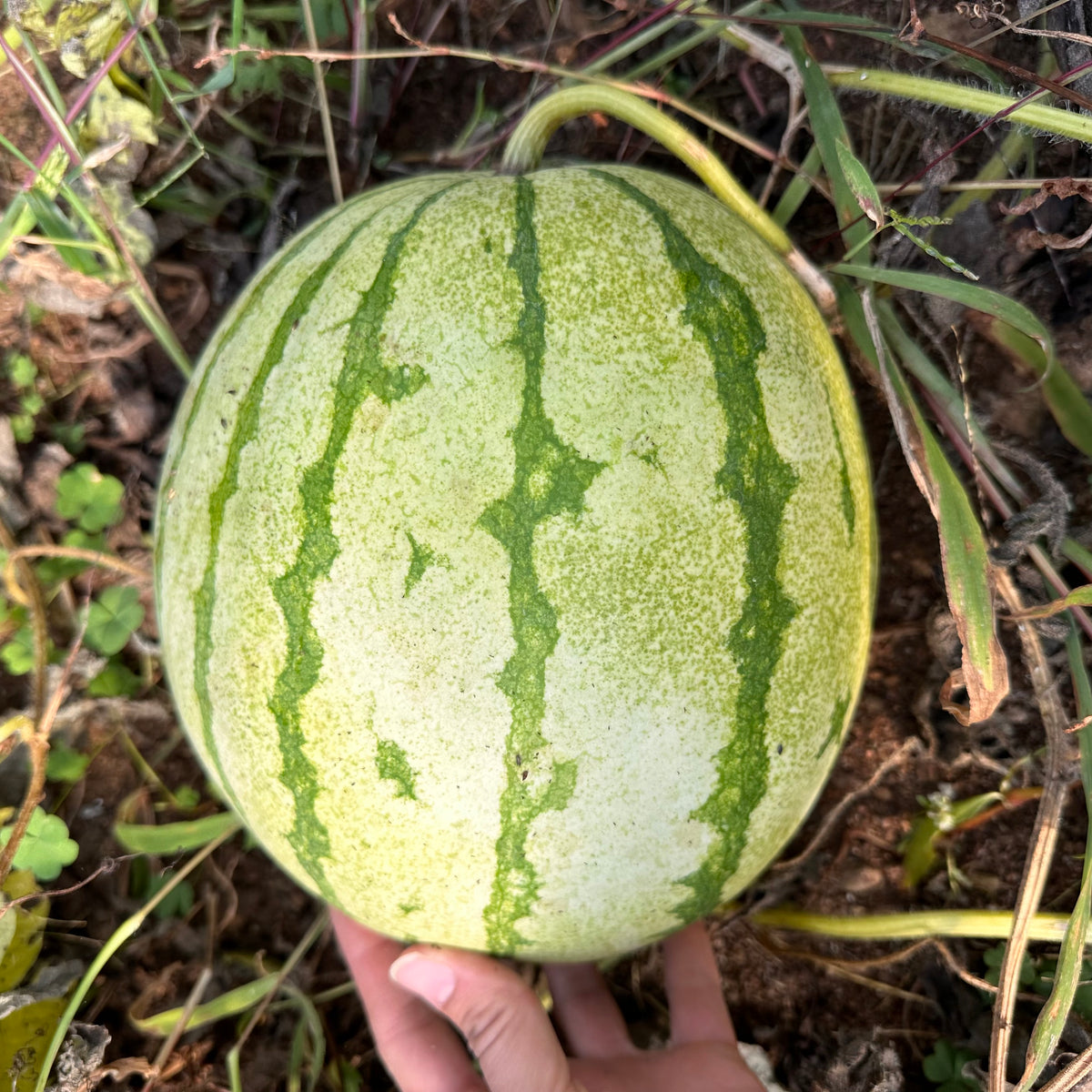 Dixie Queen Watermelon – Revival Seeds