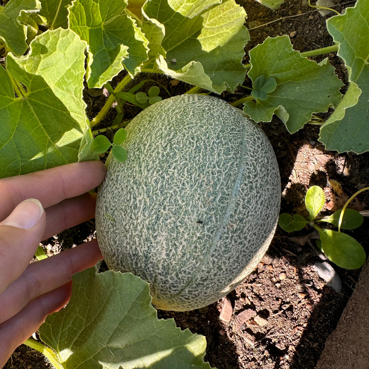 Iroquois Melon – Revival Seeds