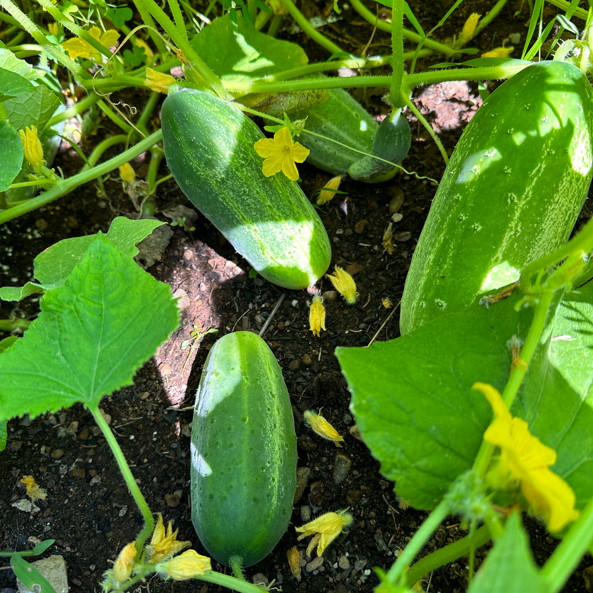 Sumter Cucumber Revival Seeds Sumter Cucumber Revival Seeds