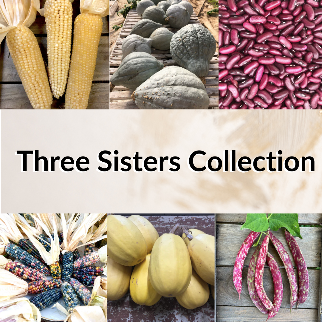 Three Sisters Collection – Revival Seeds