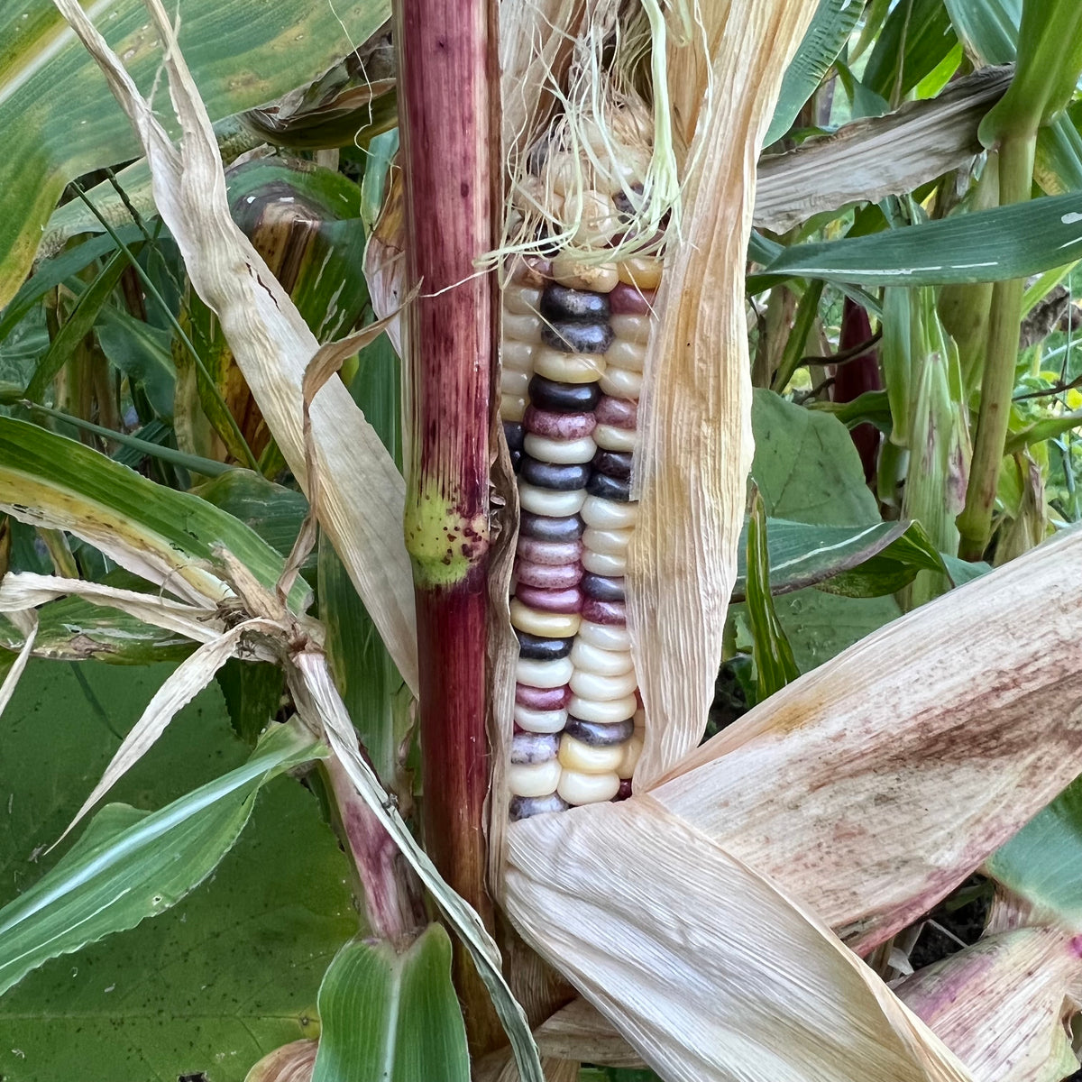 Assiniboine Flint Corn – Revival Seeds