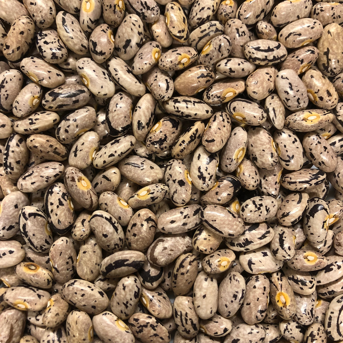 Rattlesnake Pole Bean – Revival Seeds