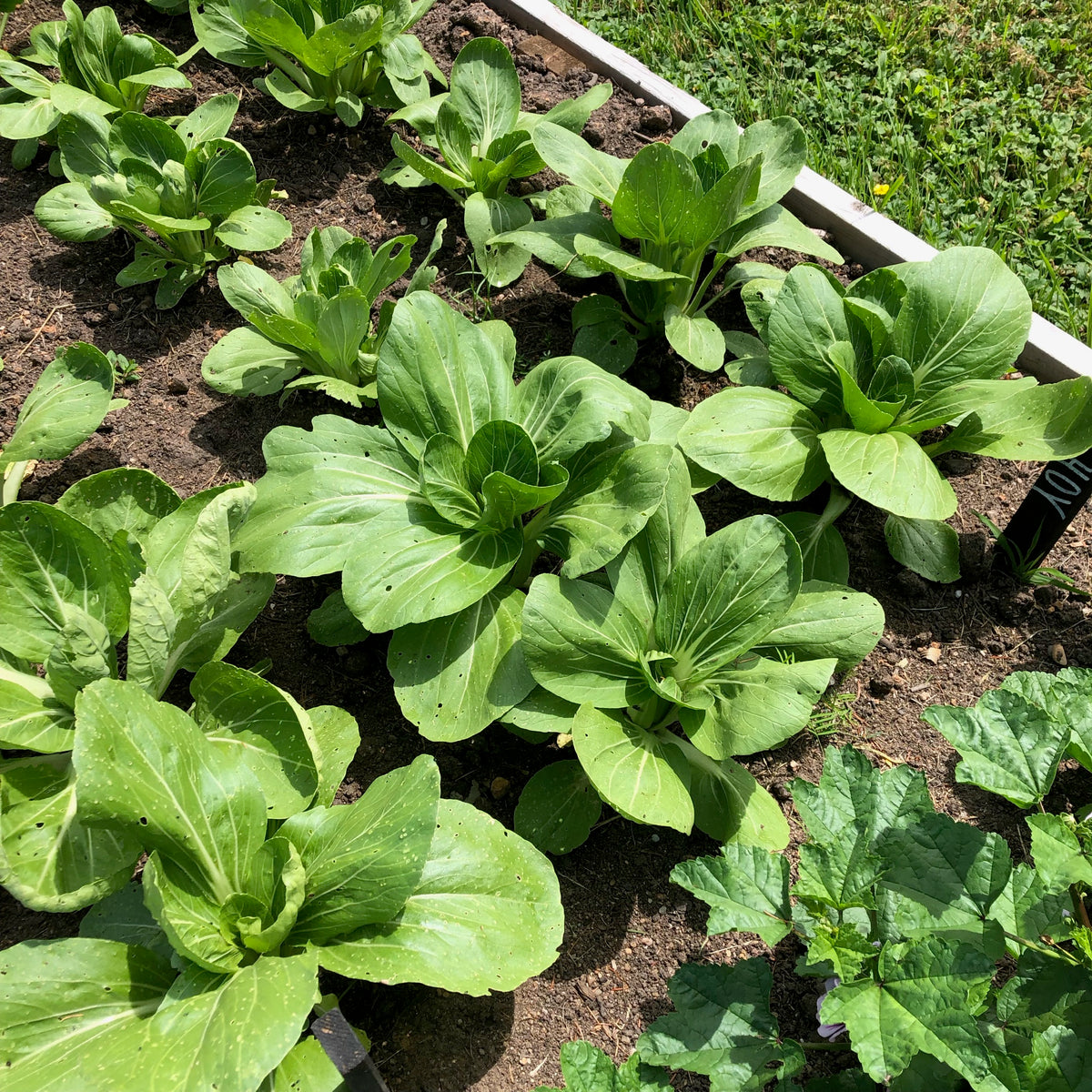 Asian Greens – Revival Seeds