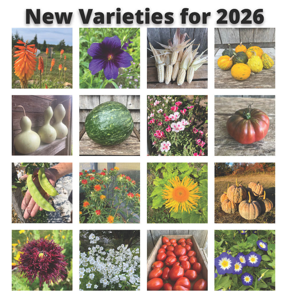 2026 New Varieties – Page 3 – Revival Seeds