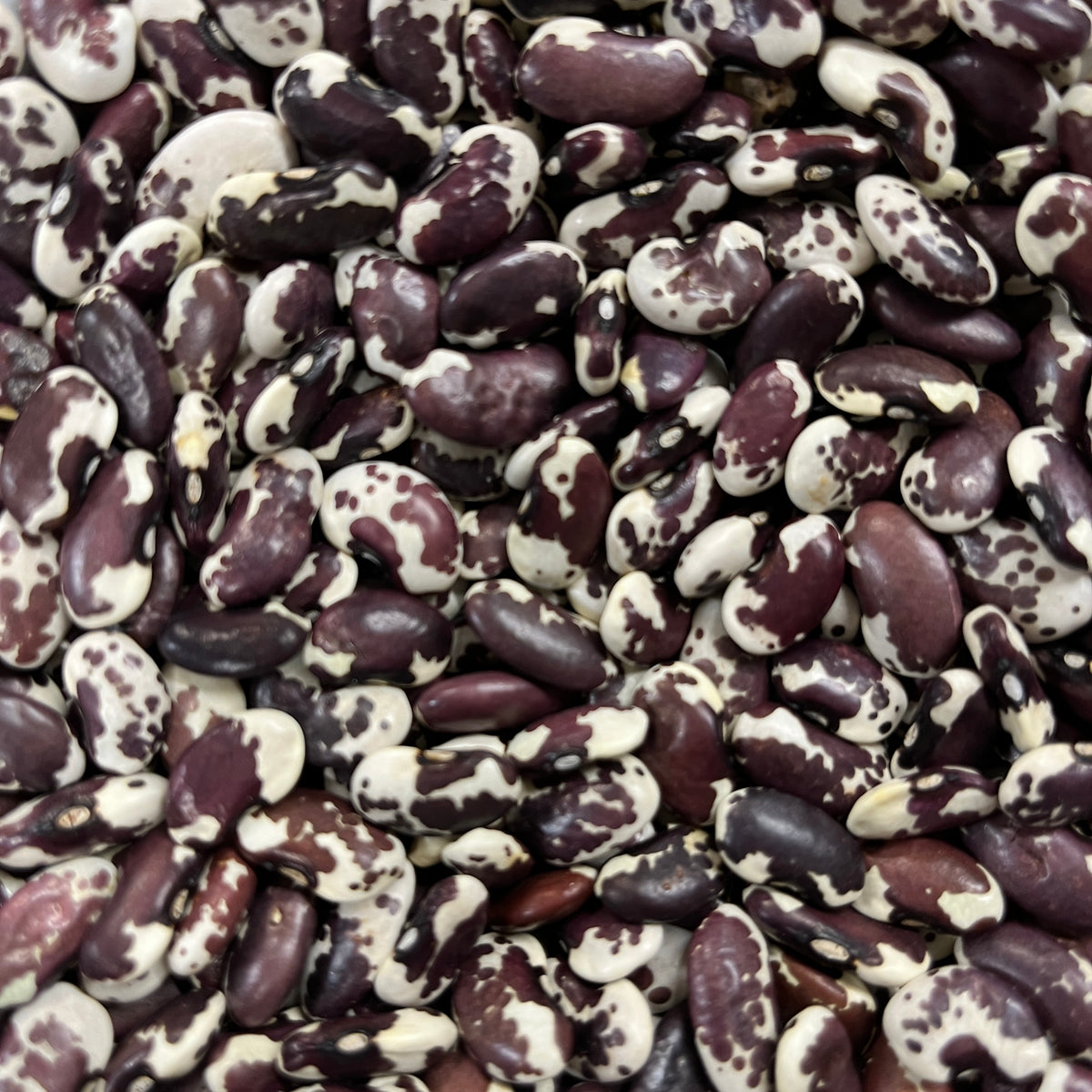 1500 Year Old Cave Pole Bean – Revival Seeds