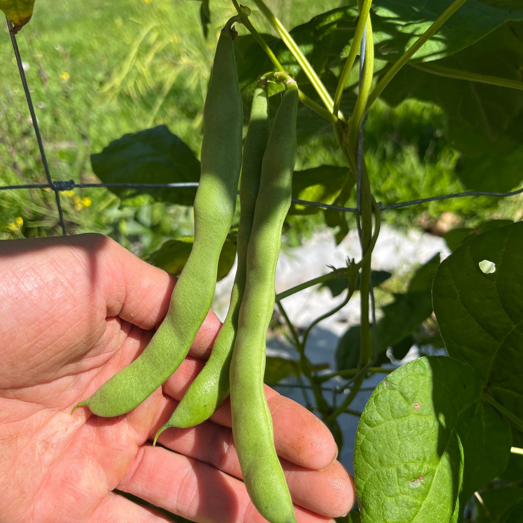1500 Year Old Cave Pole Bean – Revival Seeds