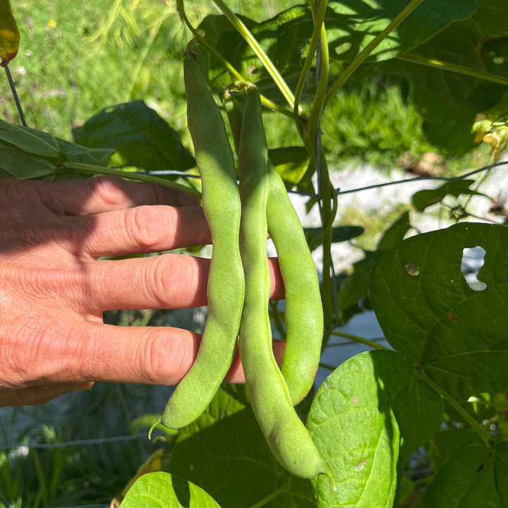 1500 Year Old Cave Pole Bean – Revival Seeds