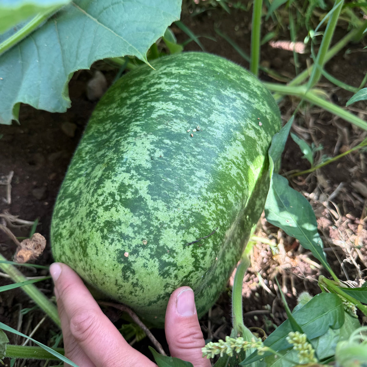 Apple Gourd – Revival Seeds