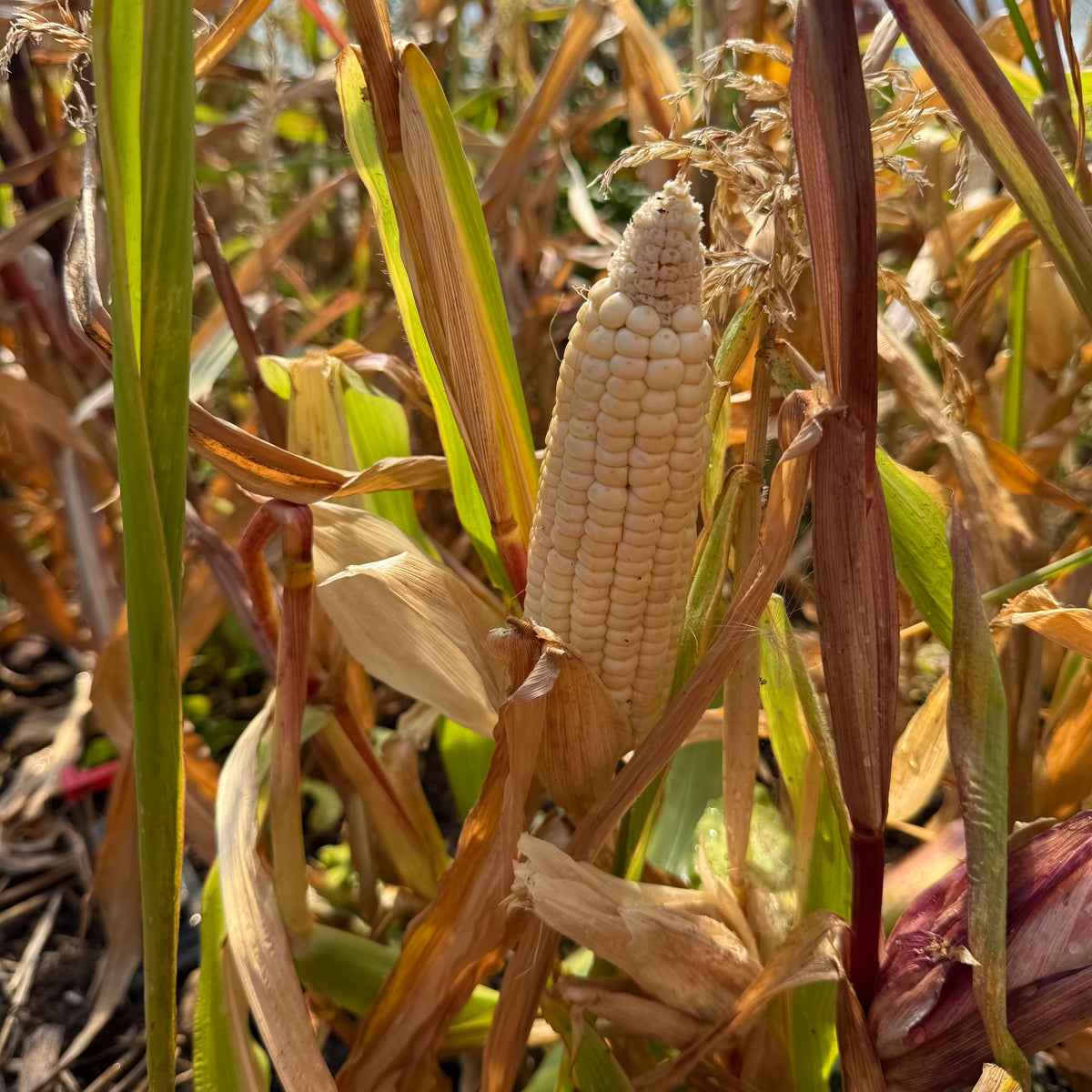 Will's Early June Sweet Corn – Revival Seeds