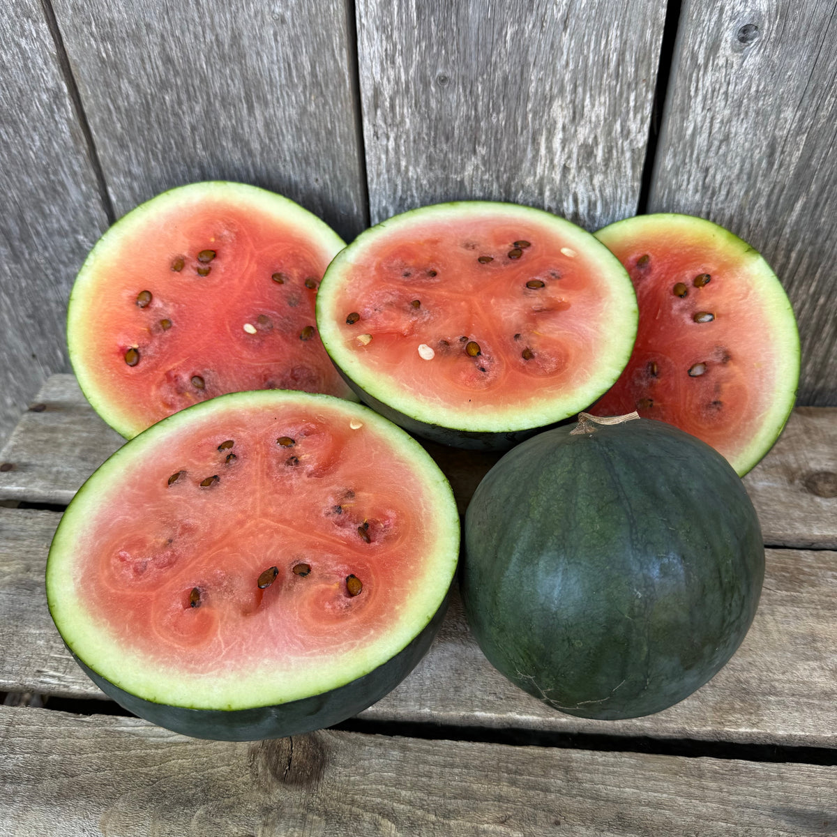 Blacktail Mountain Watermelon – Revival Seeds