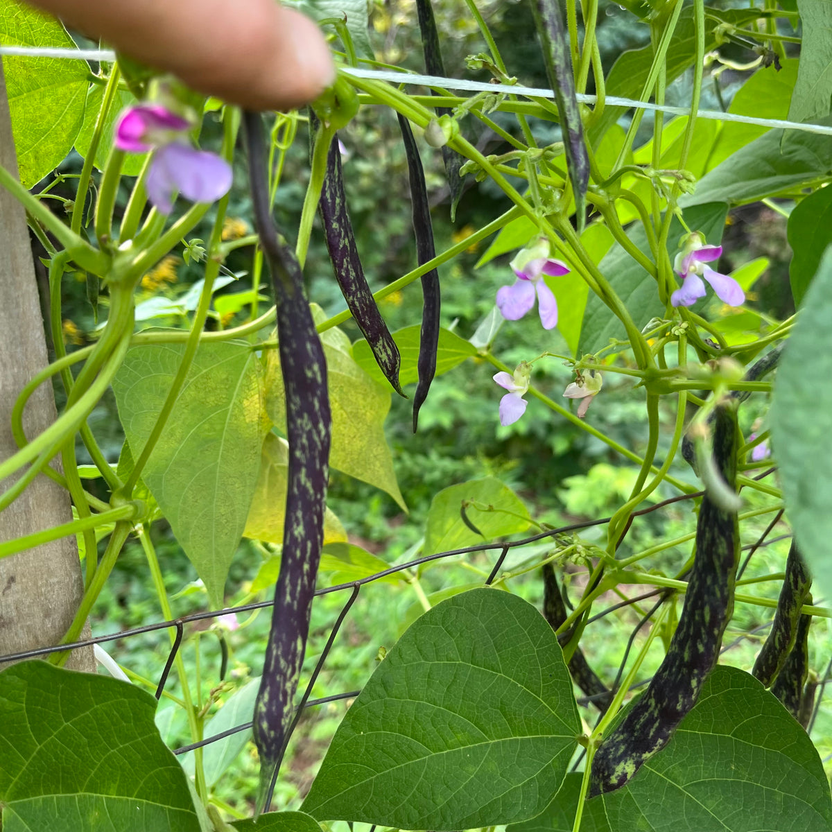 Abruzzo Pole Bean – Revival Seeds