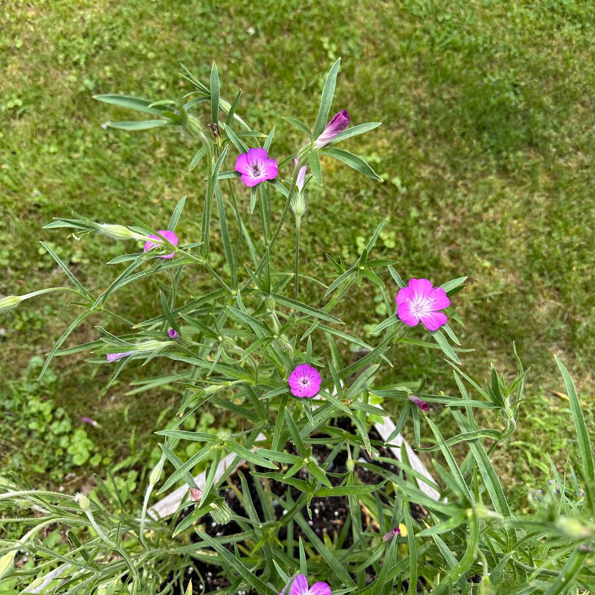 Agrostemma Mix – Revival Seeds