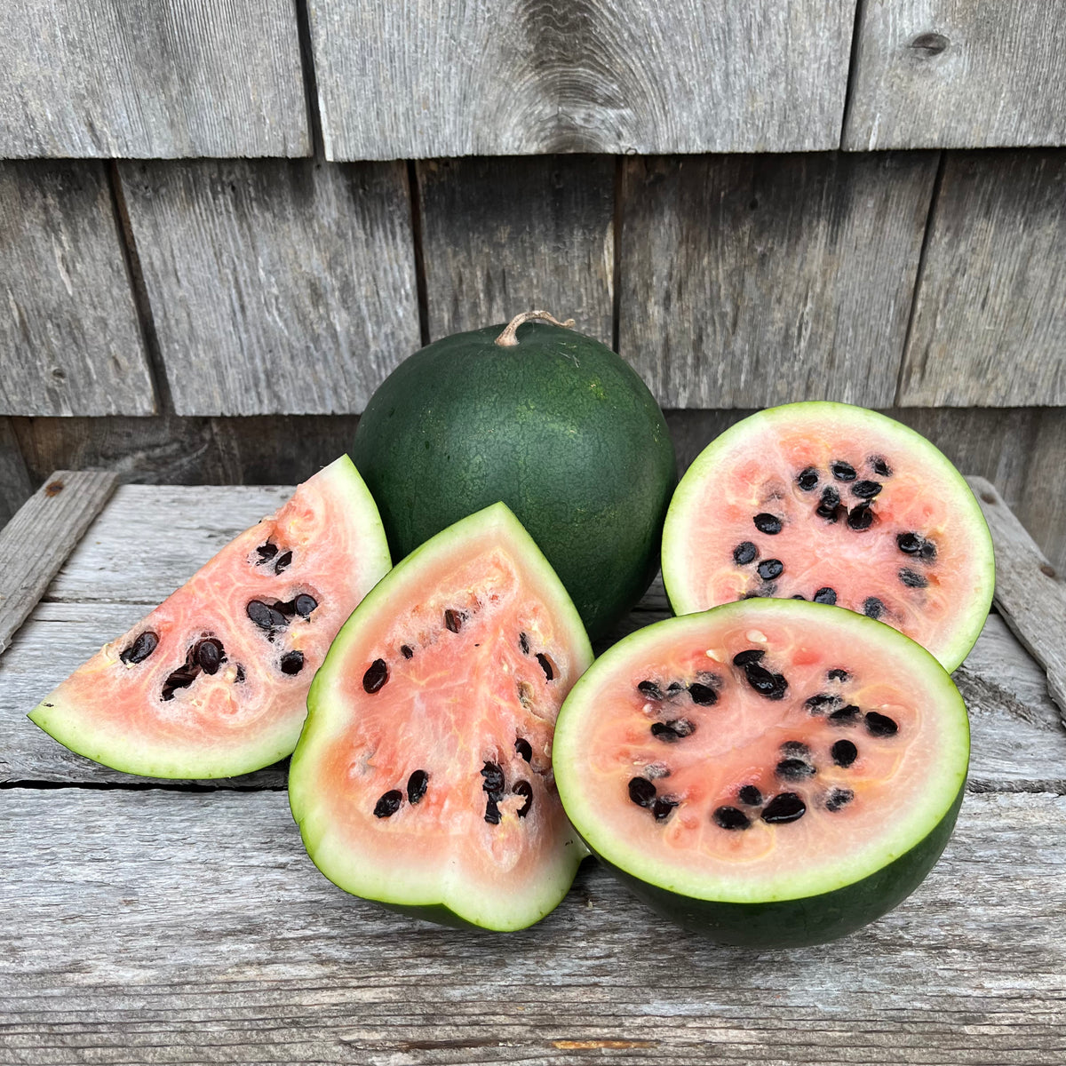 Arikara Watermelon – Revival Seeds