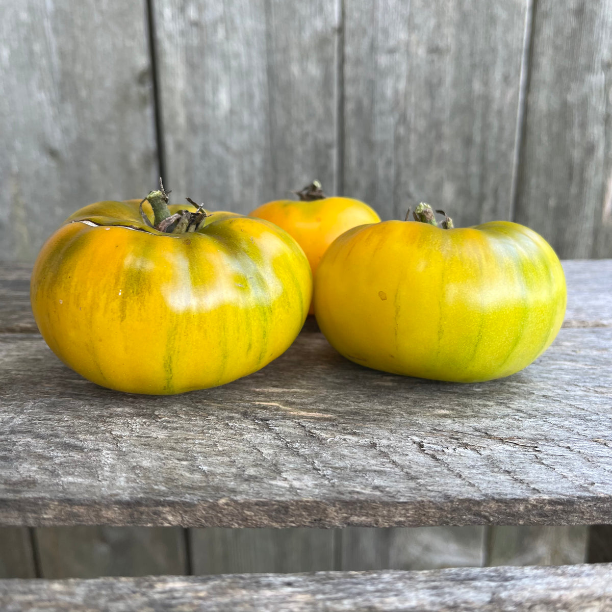 Azoychka Yellow Tomato – Revival Seeds