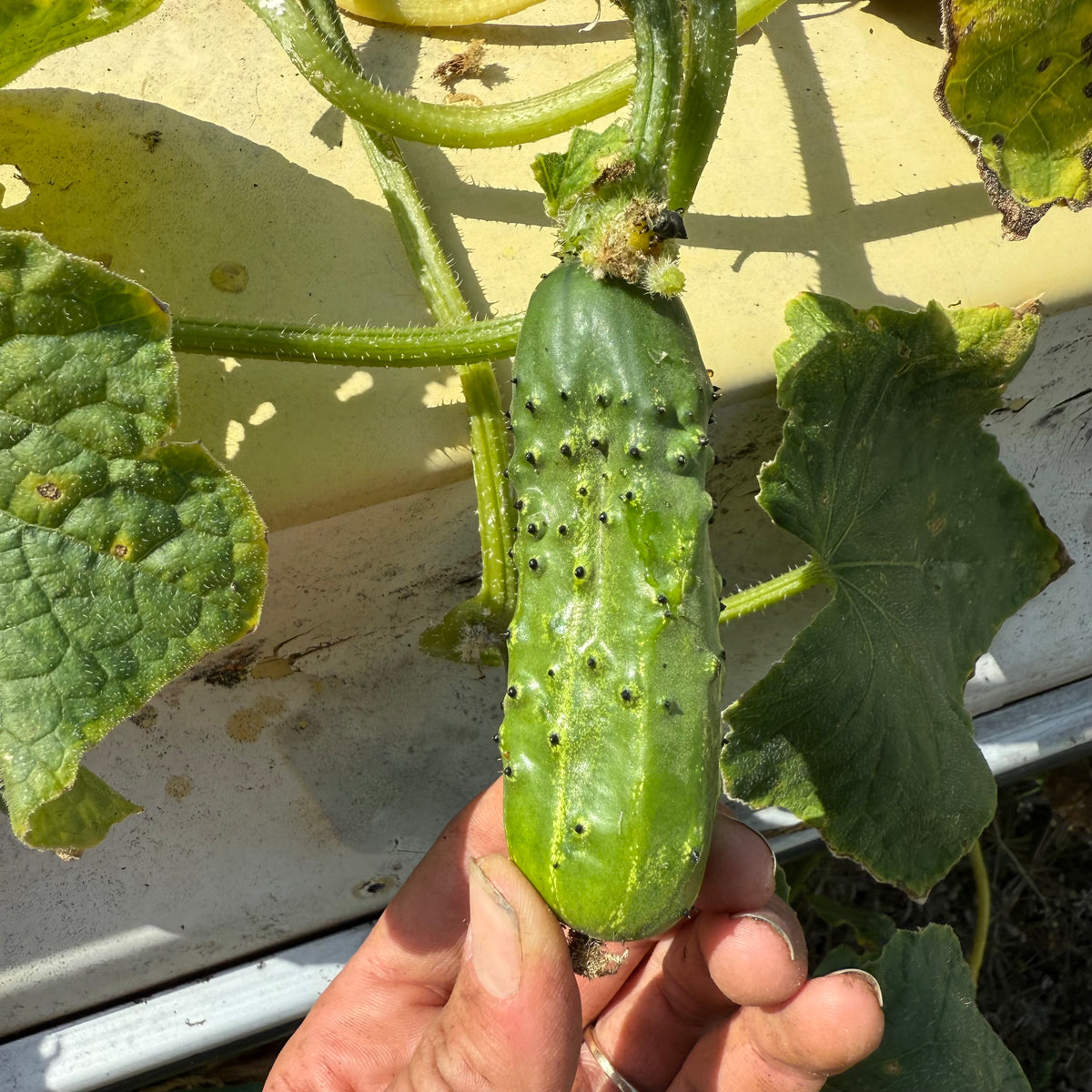 Wisconsin Pickling Cucumber – Revival Seeds