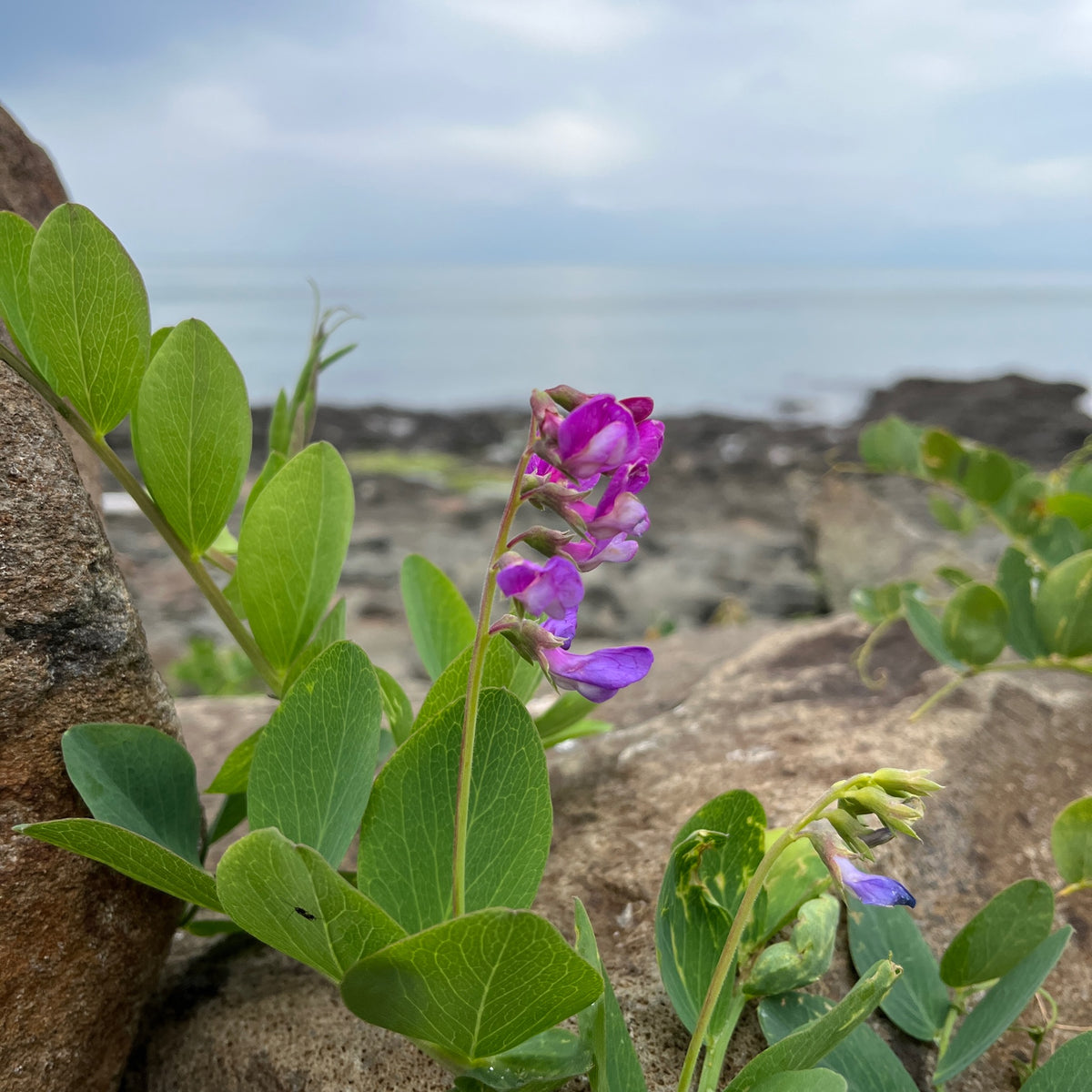 Beach Peas – Revival Seeds