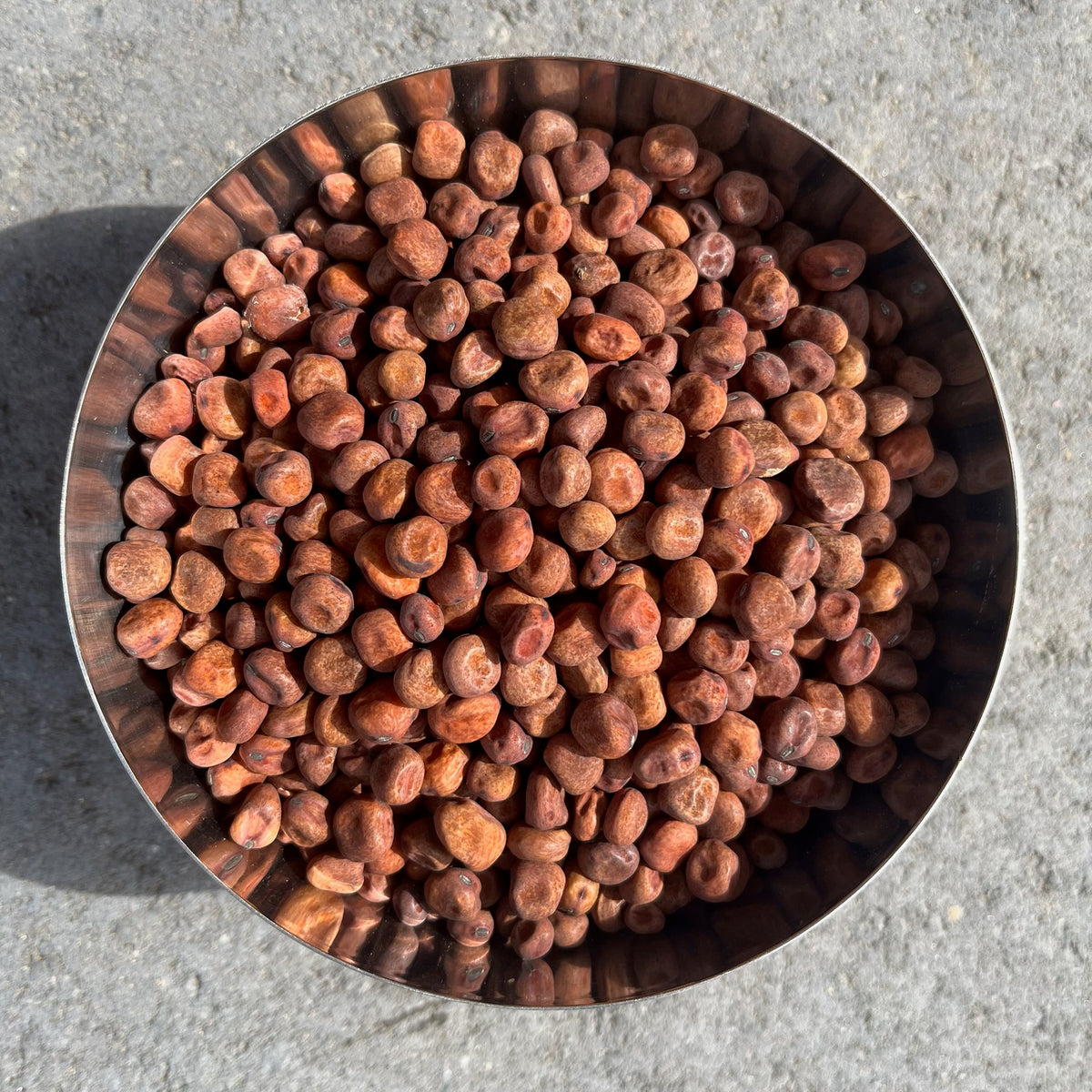 Bill Jump's Soup Pea – Revival Seeds