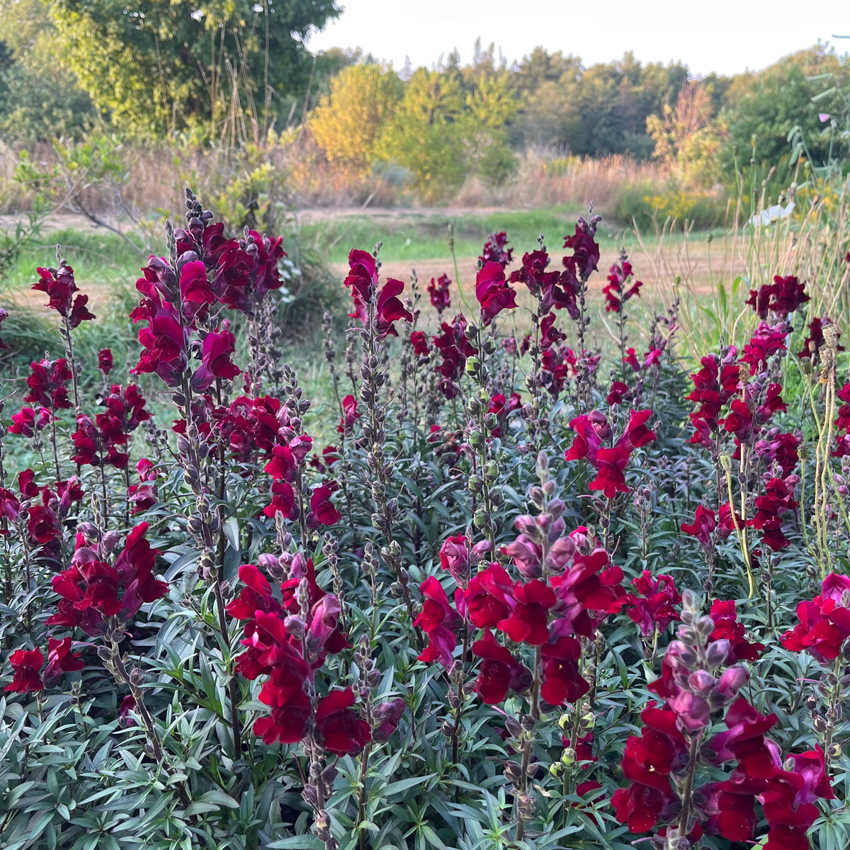 Black Prince Snapdragon – Revival Seeds