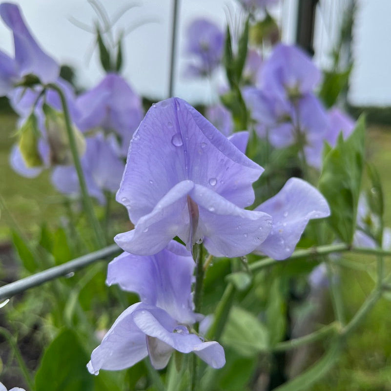 Blue Celeste Sweet Pea – Revival Seeds