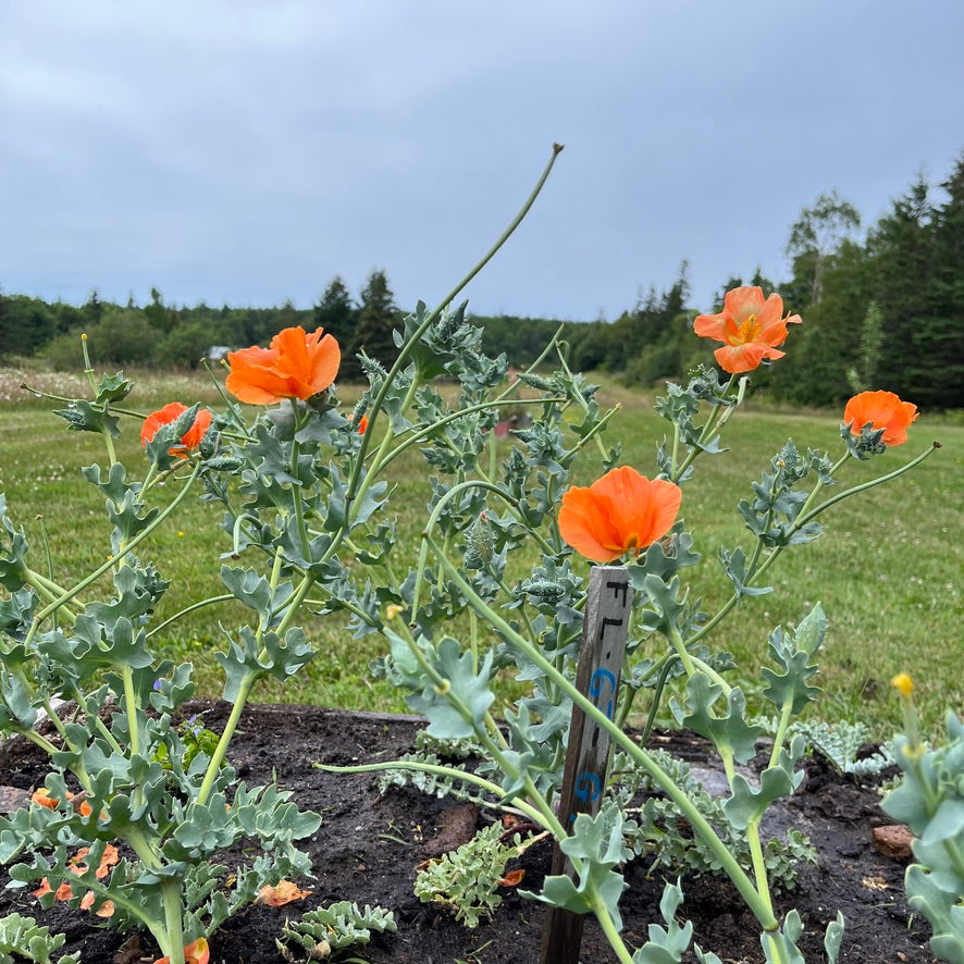 Burnt Orange Horned Poppy – Revival Seeds