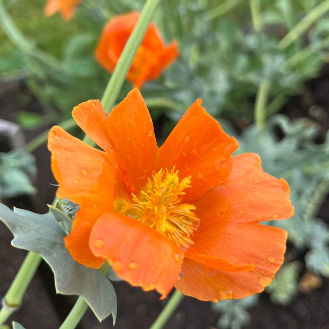 Burnt Orange Horned Poppy – Revival Seeds