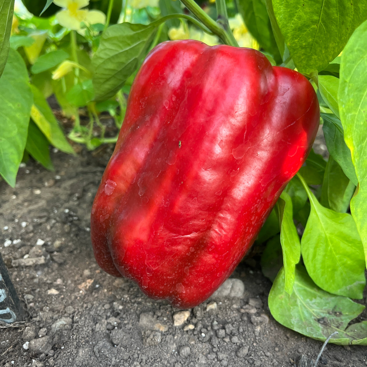 California Wonder Pepper – Revival Seeds