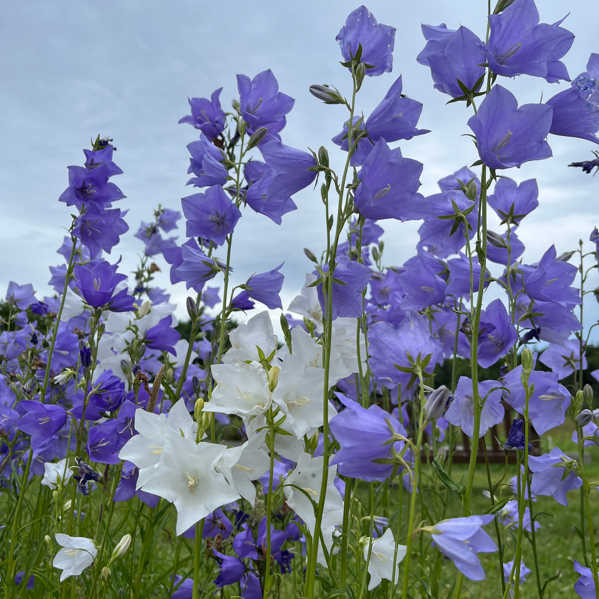 Canterbury Bells Mix – Revival Seeds