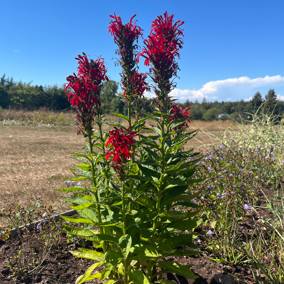 Cardinal Flower – Revival Seeds