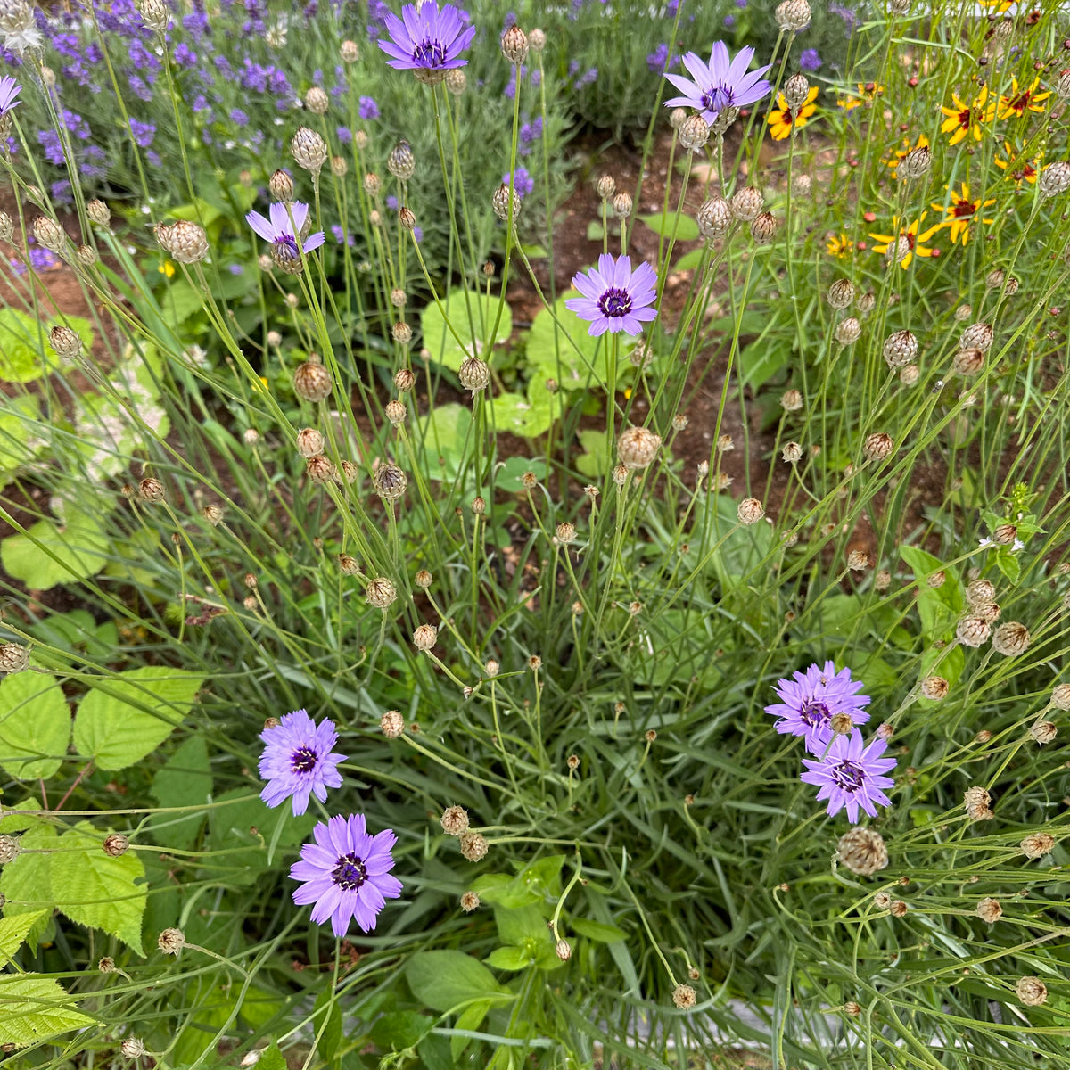 Cupid's Dart – Revival Seeds