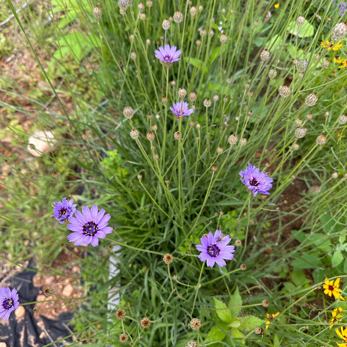 Cupid's Dart – Revival Seeds
