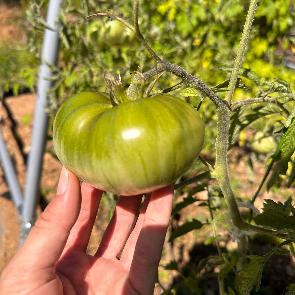 Green Cherokee Tomato – Revival Seeds