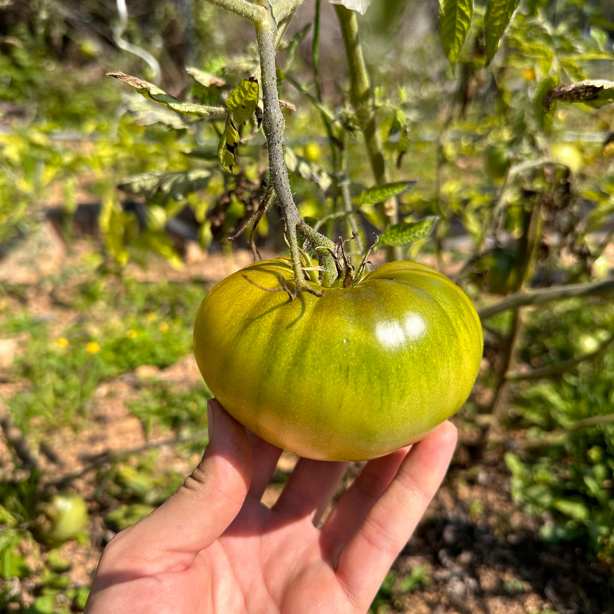 Green Cherokee Tomato – Revival Seeds