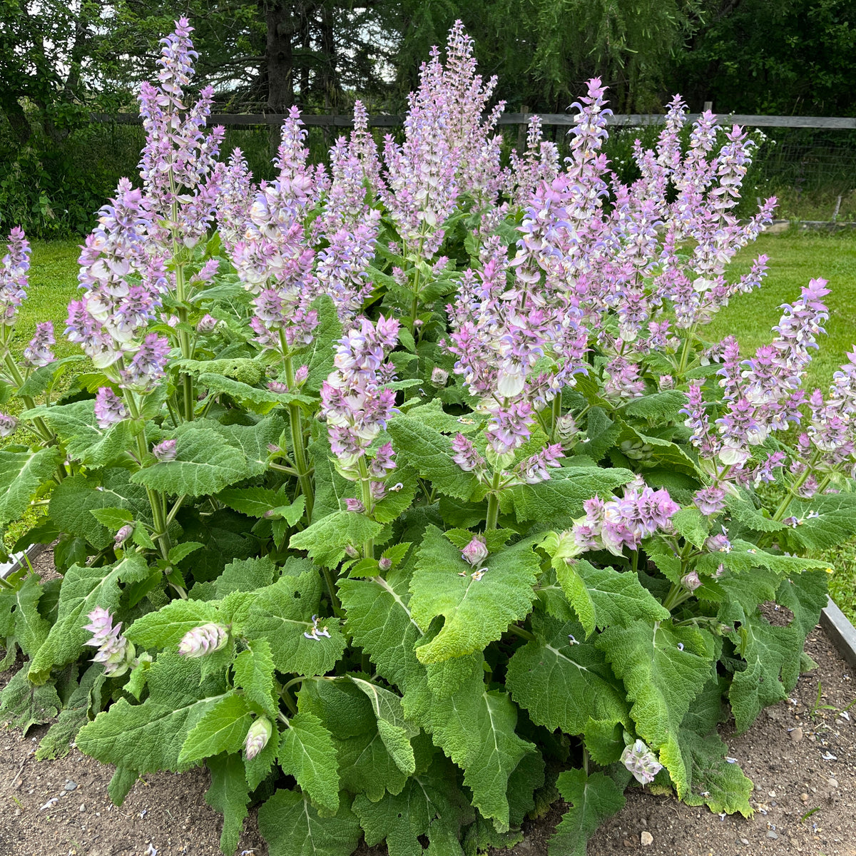 Clary Sage – Revival Seeds
