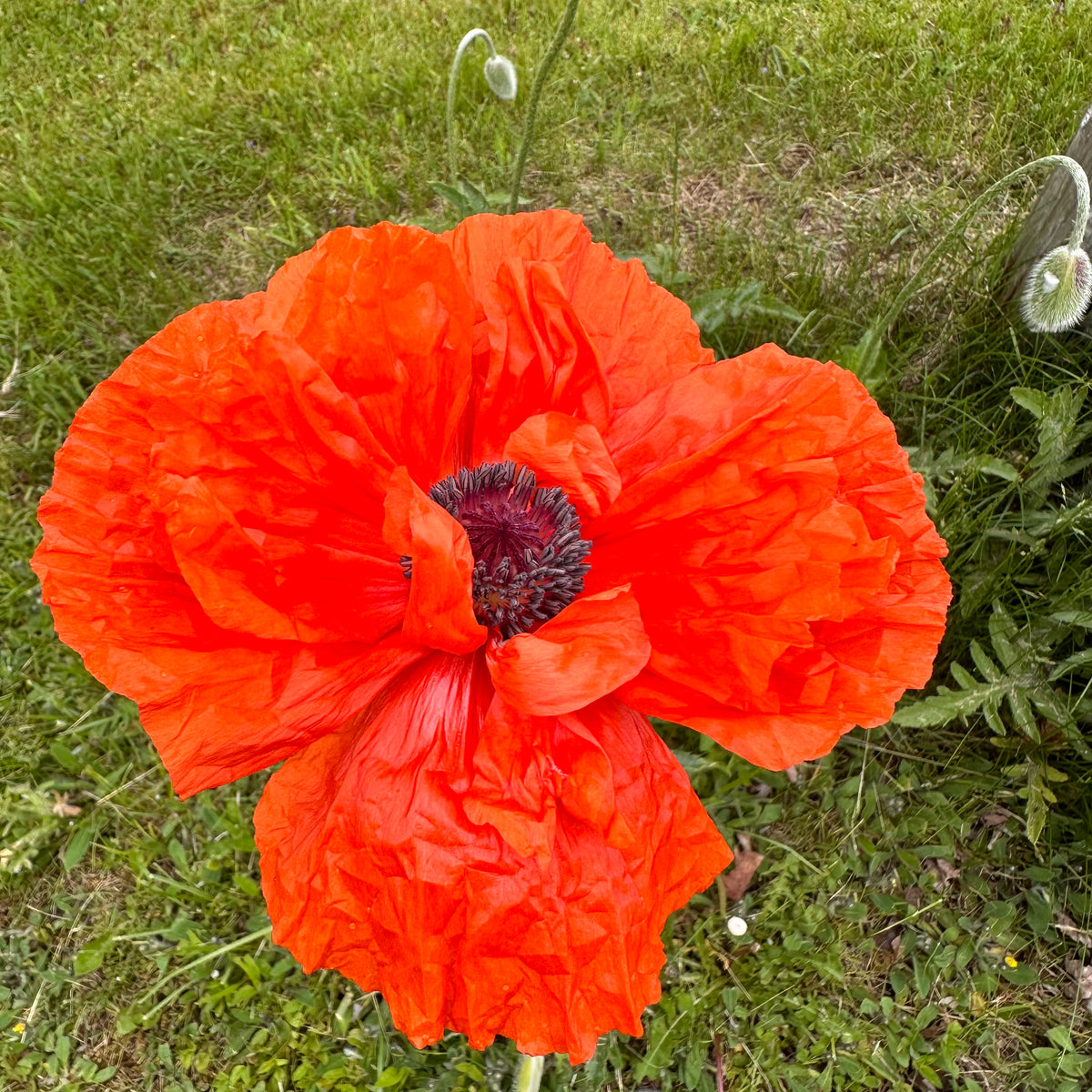 Connie’s Oriental Poppy – Revival Seeds