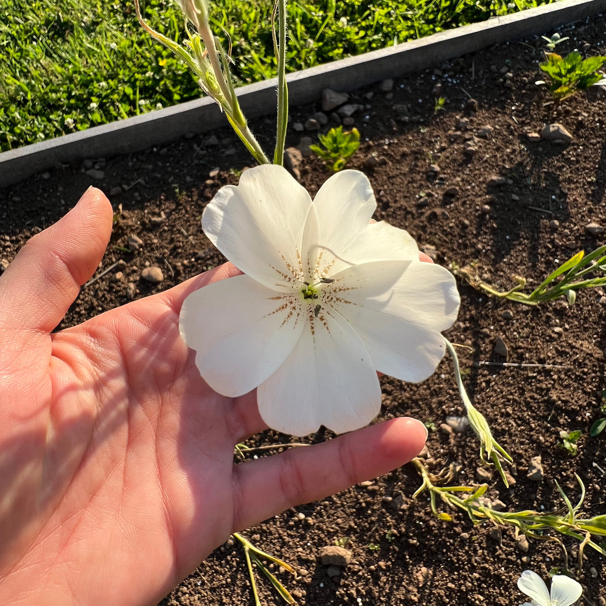 Ocean Pearls Corn Cockle – Revival Seeds