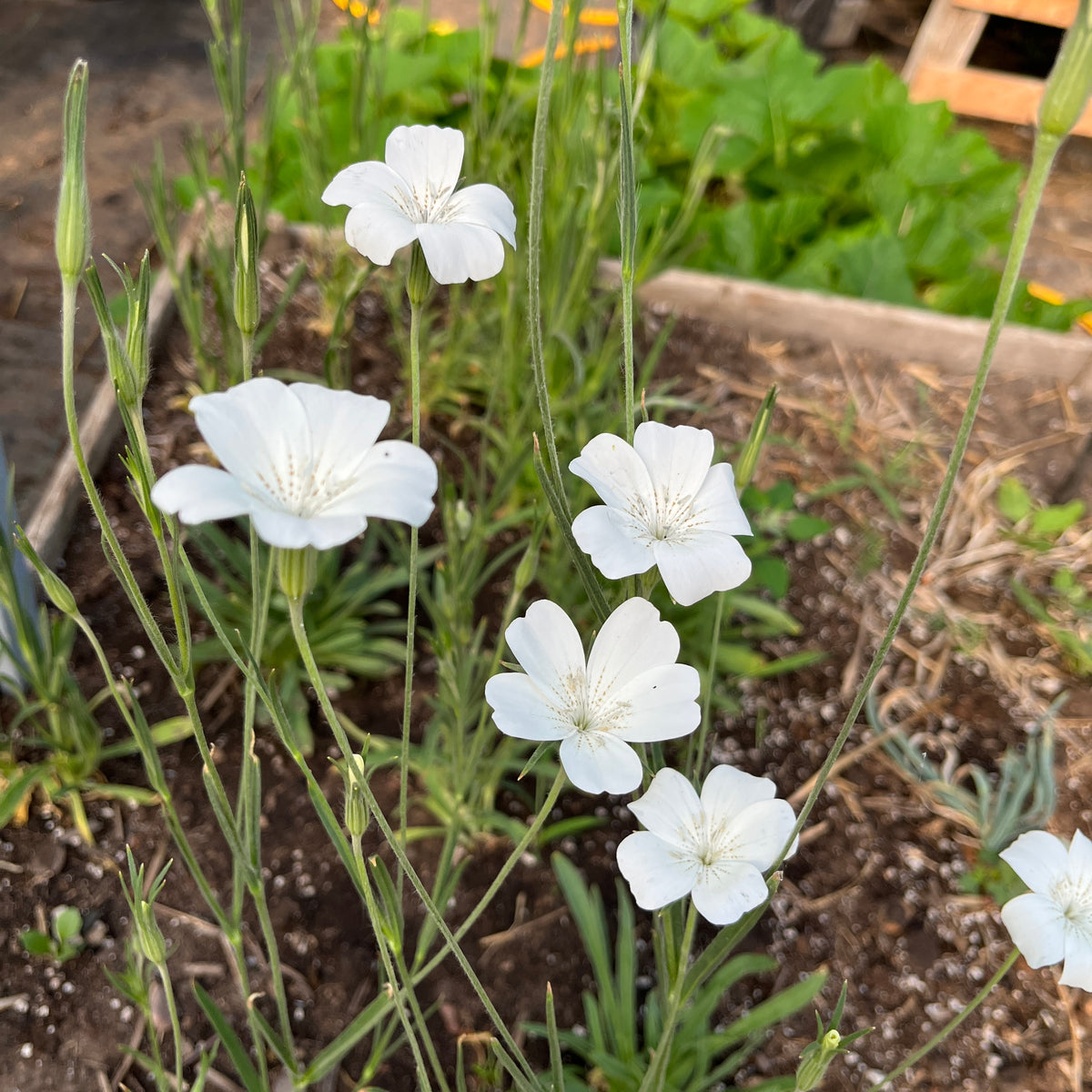 Ocean Pearls Corn Cockle – Revival Seeds