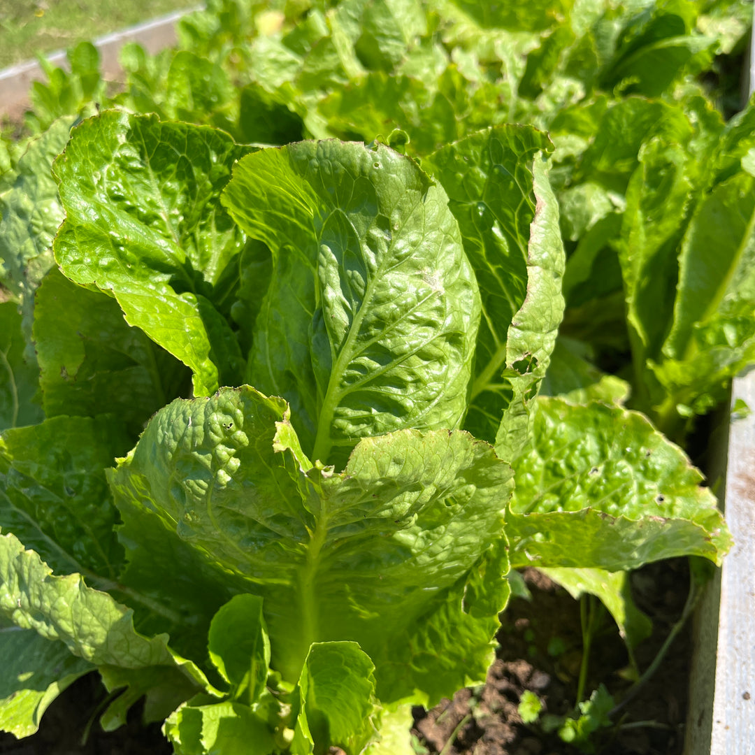 Crisp Mint Romaine Lettuce – Revival Seeds