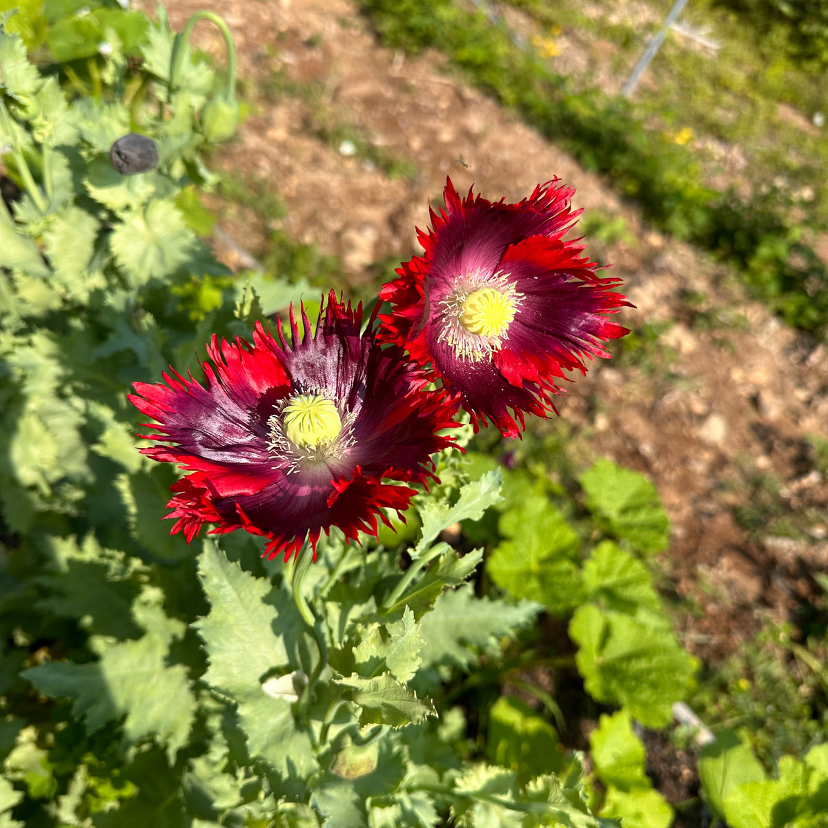 Drama Queen Poppy – Revival Seeds