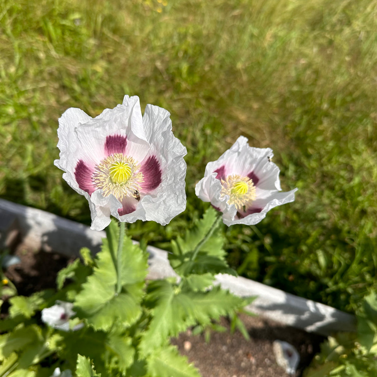 Elka White Poppy – Revival Seeds