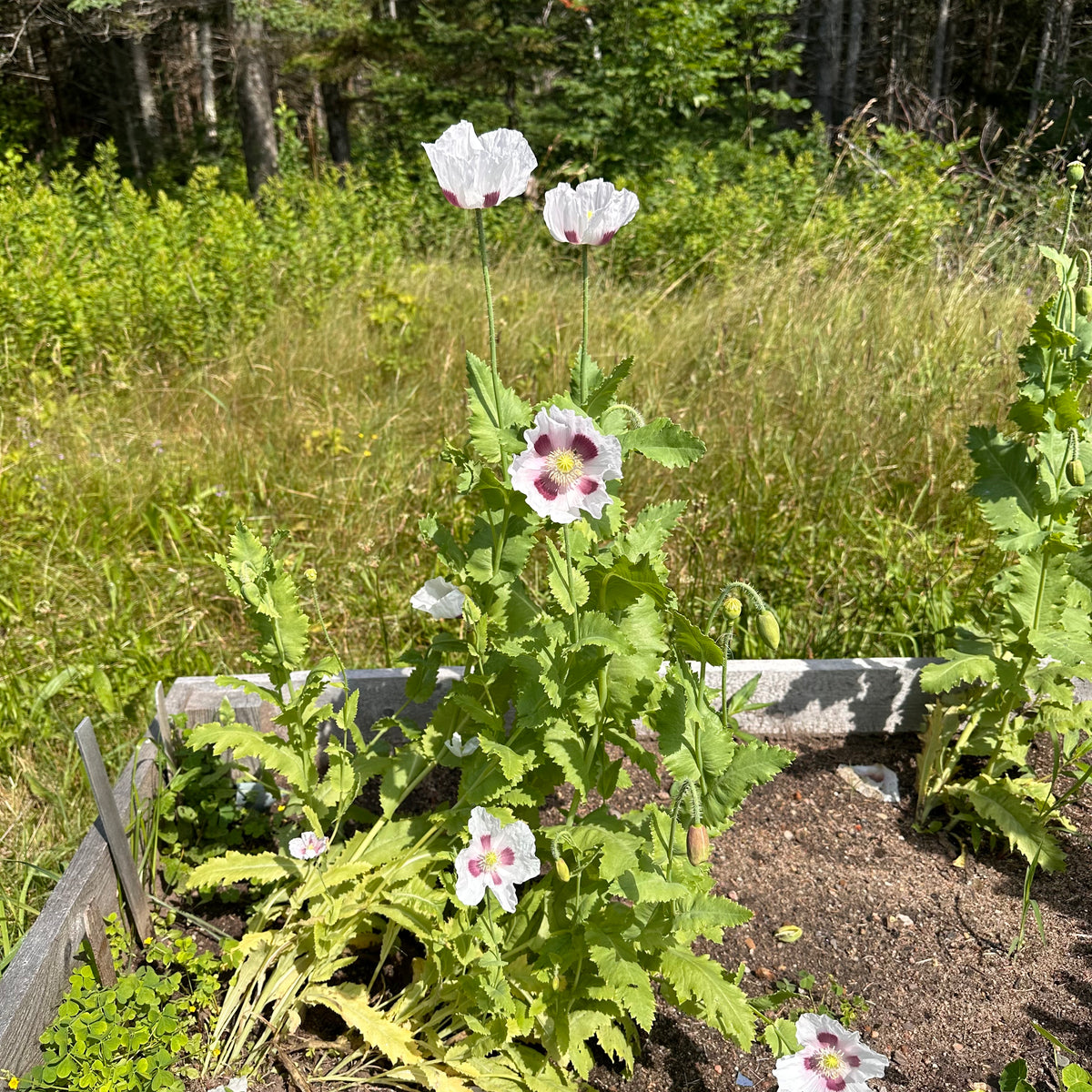 Elka White Poppy – Revival Seeds