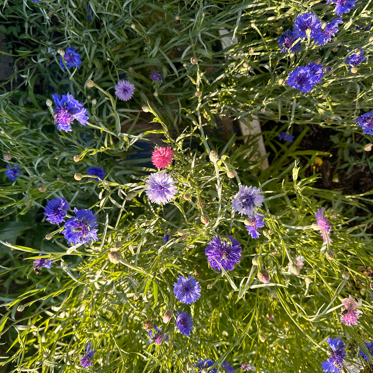 Elsie's Bachelor Button Mix – Revival Seeds