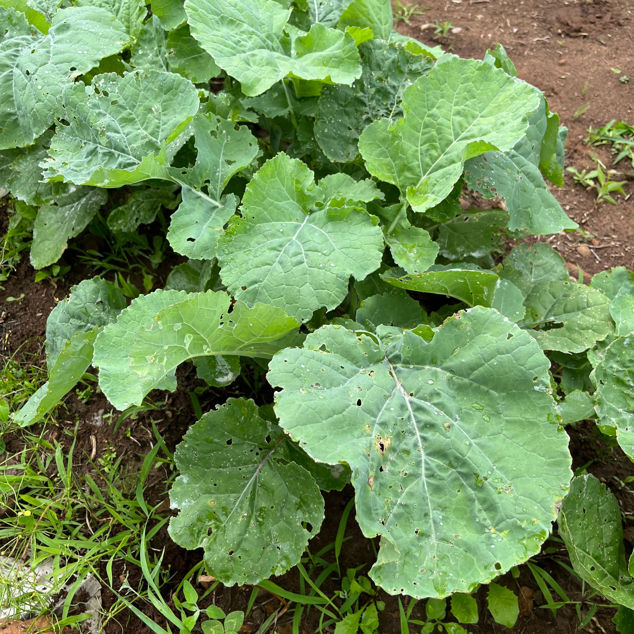 Ethiopian Kale – Revival Seeds