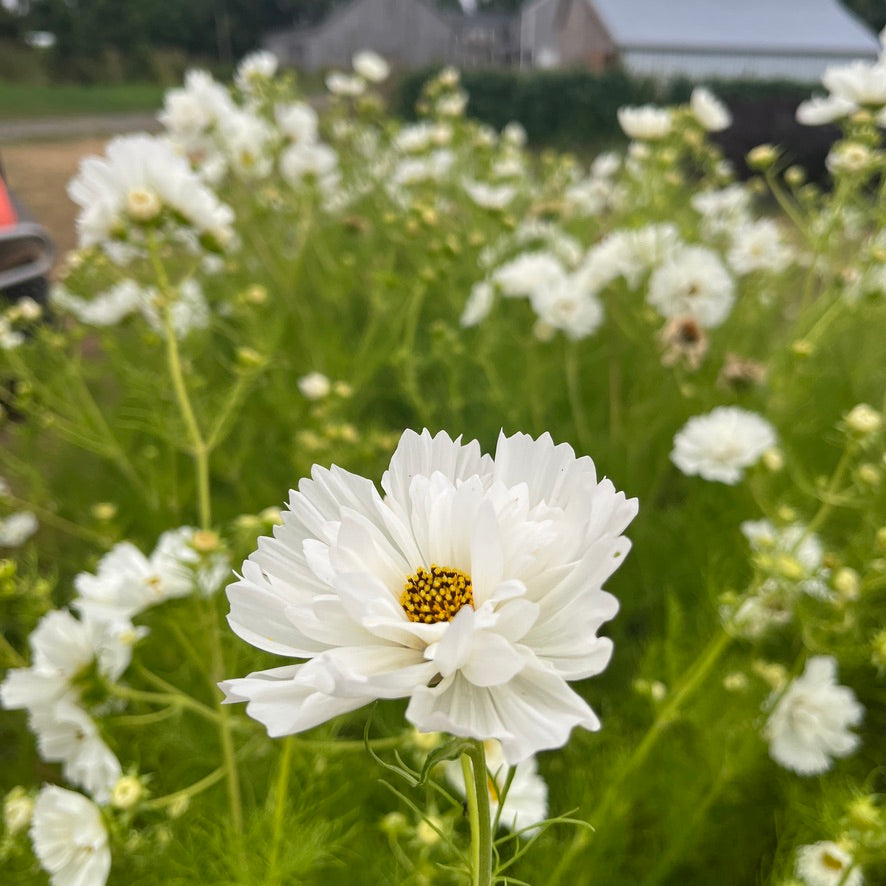 Fizzy White Cosmos – Revival Seeds
