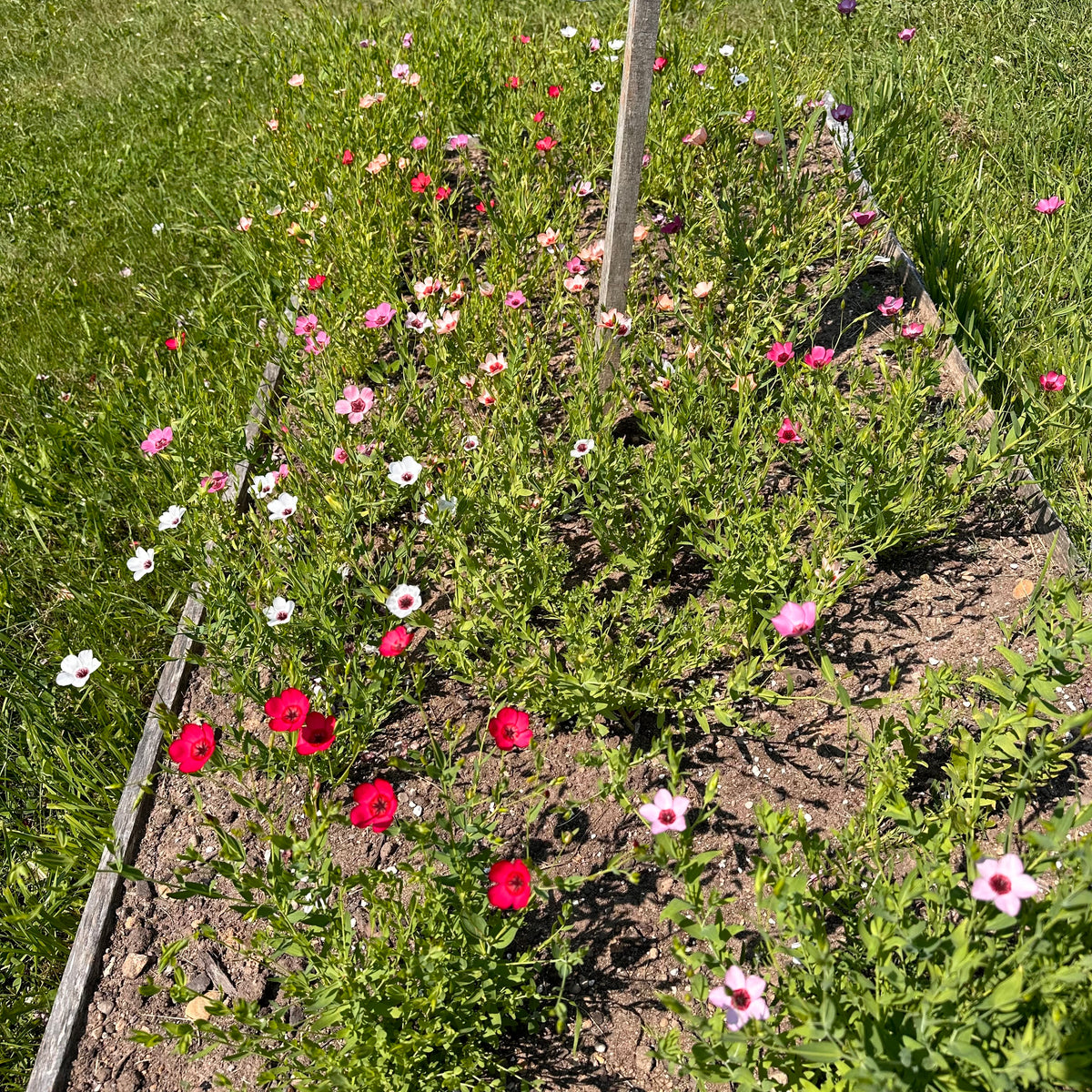 Flax Charmer Mix – Revival Seeds