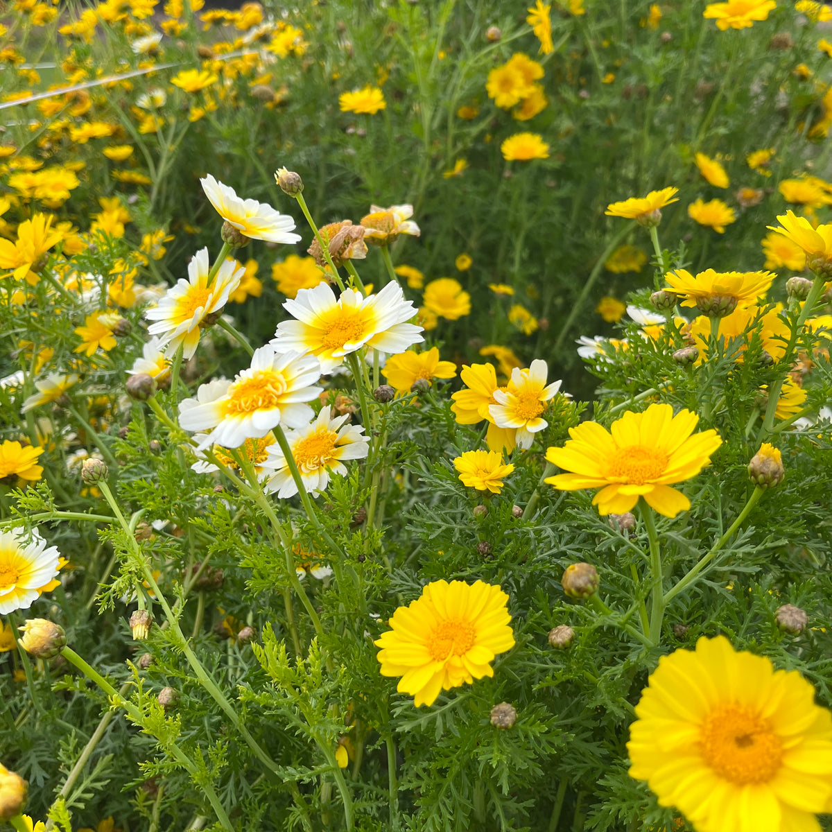 Garland Daisy – Revival Seeds