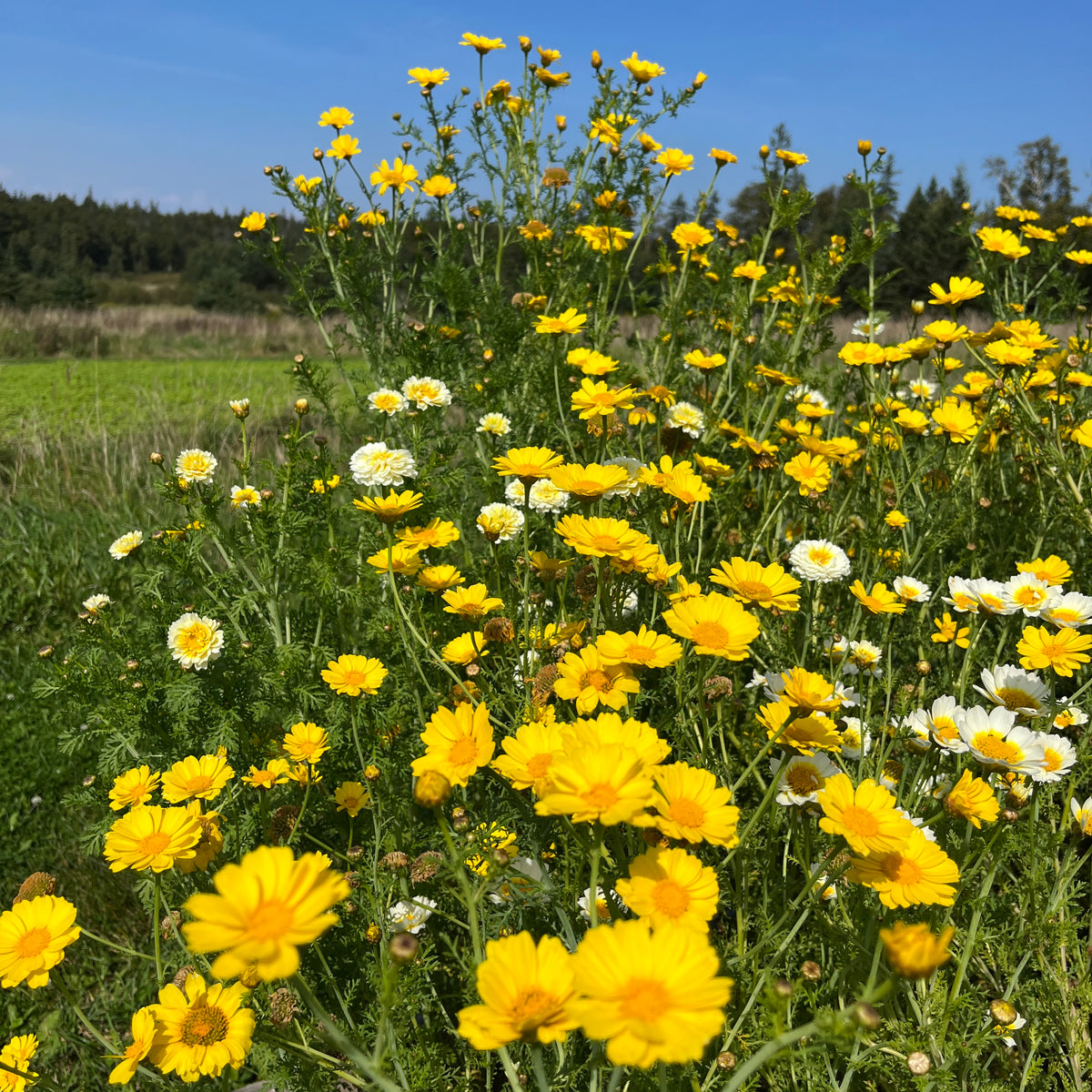 Garland Daisy – Revival Seeds